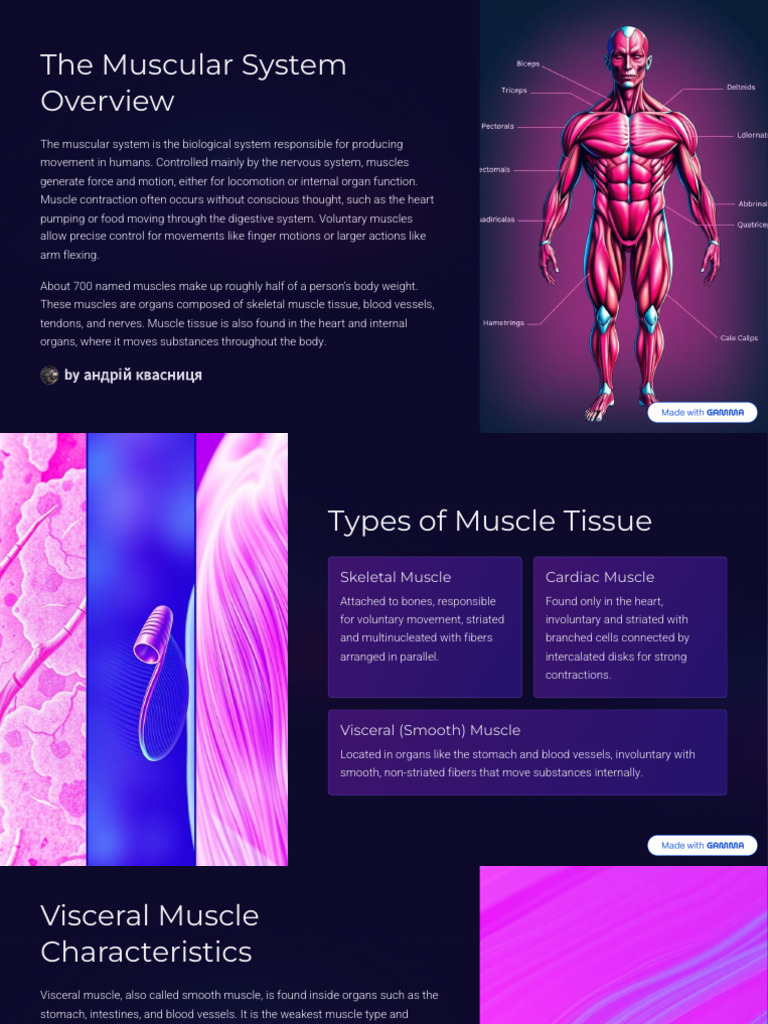 The-Muscular-System-Overview Just If You Need That | PDF | Muscle ...