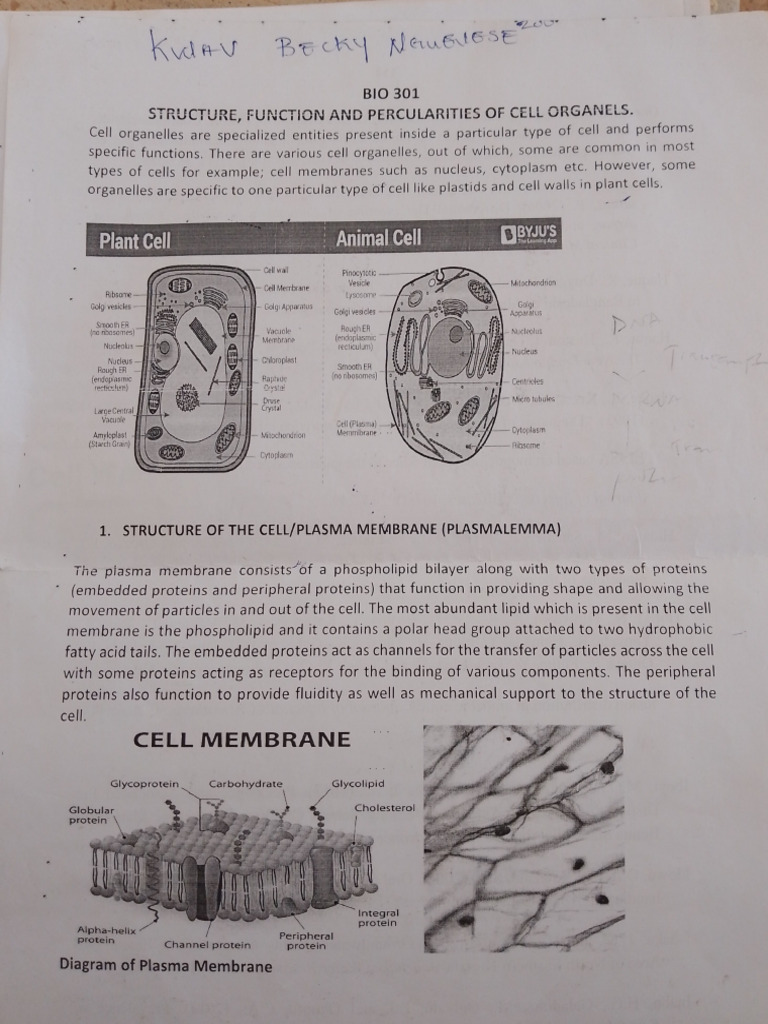 Bio 301 Cell Organelles | PDF