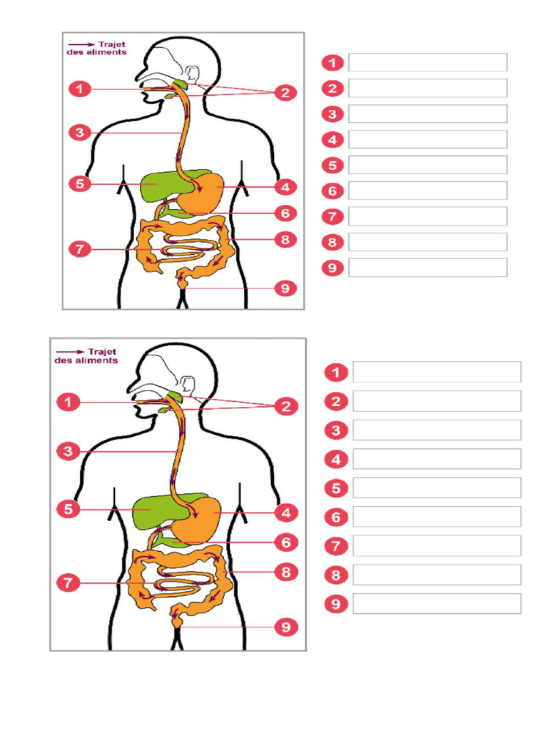 Evaluation Schéma | PDF