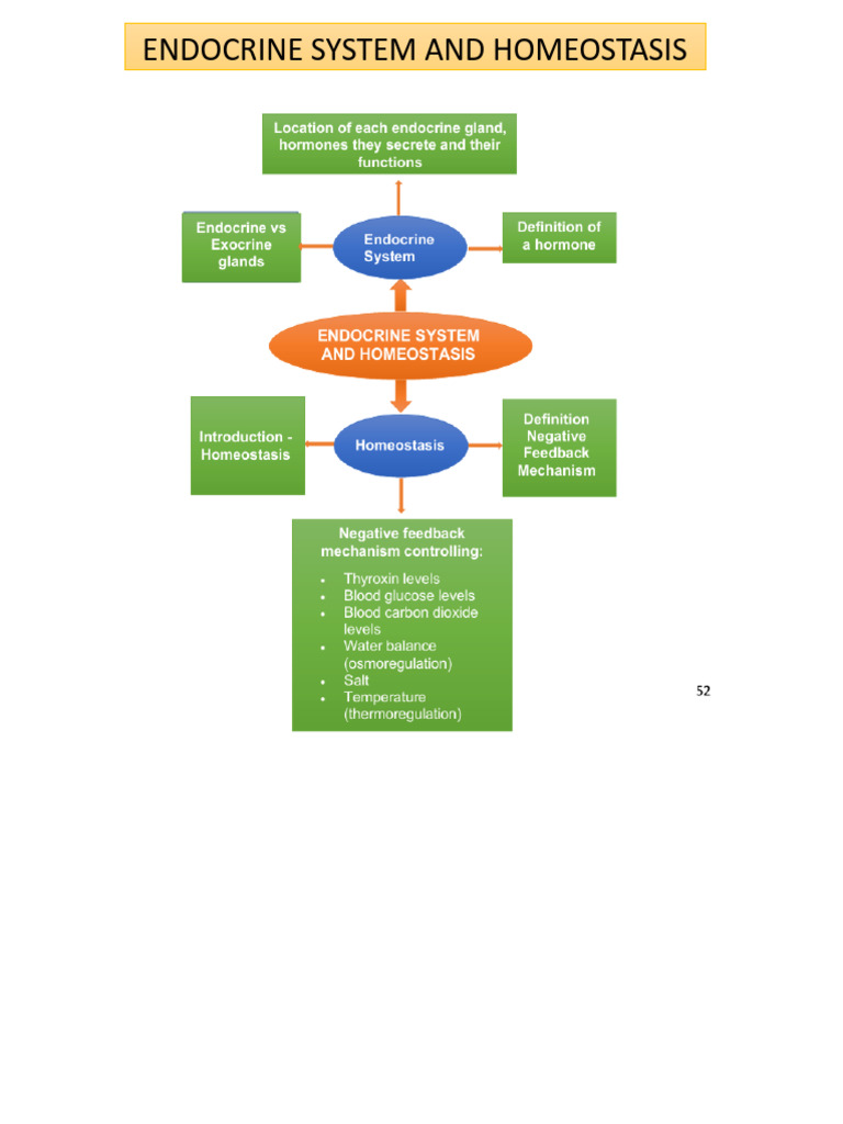 Endocrine System and Homeostasis-1 | PDF