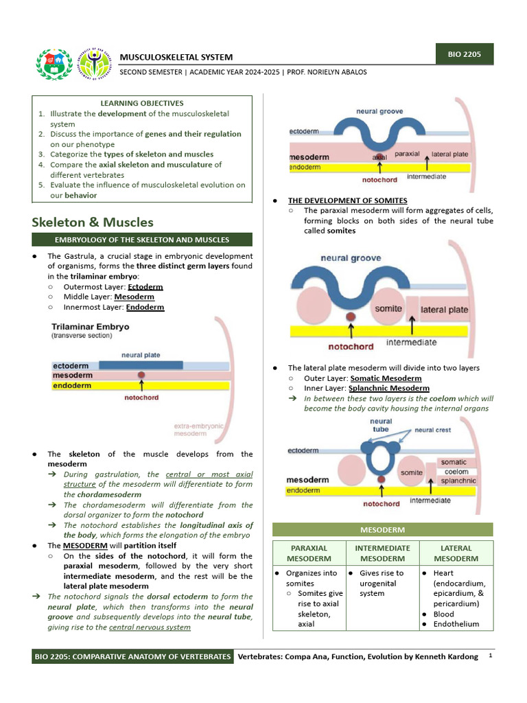 (BIO 2205) Musculoskeletal System | PDF | Osteoblast | Skull