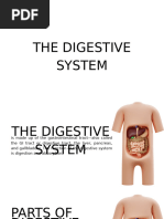 Grade 4 Science: Digestive System Overview | PDF | Digestion | Human Digestive System