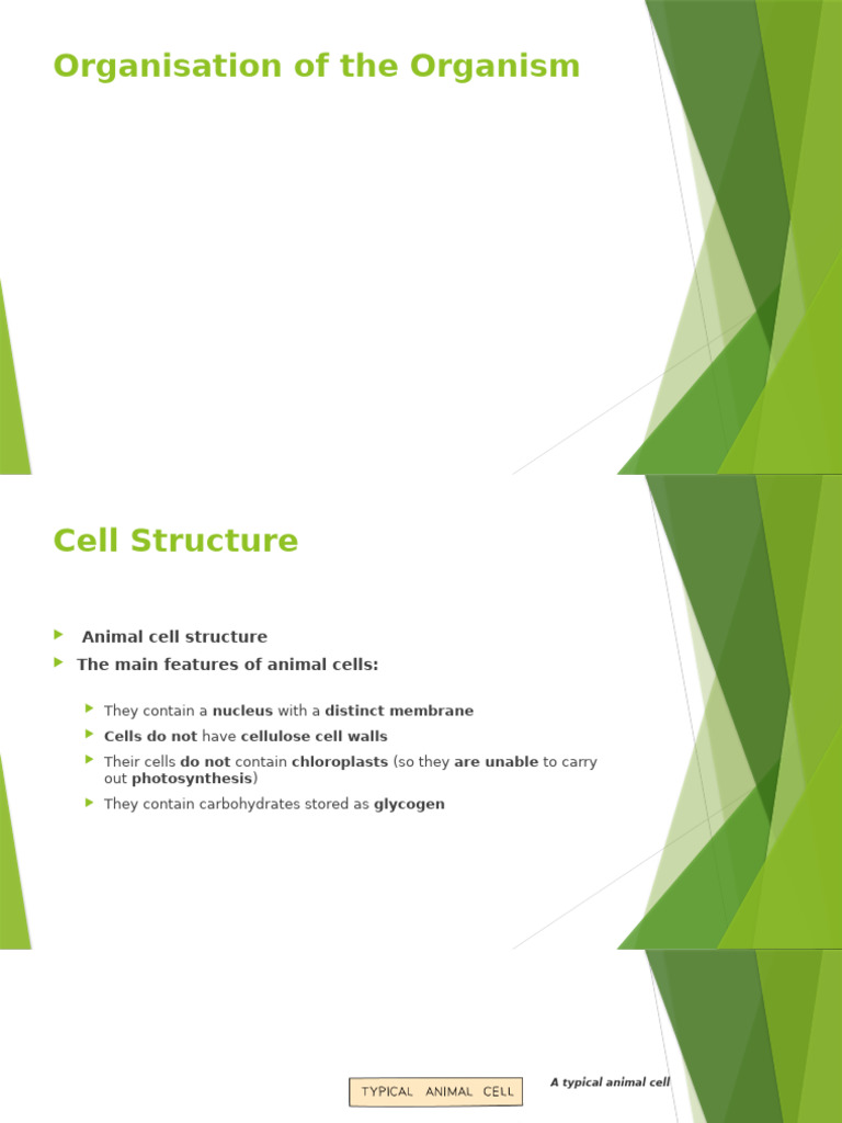 Organisation of the Organism | PDF | Cell (Biology) | Bacteria