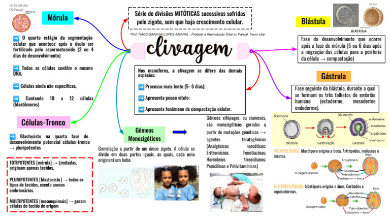 Mapa Mental Embrio | PDF | Potência celular | Biologia
