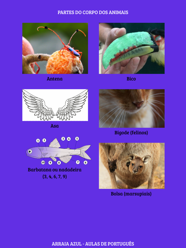 Partes do Corpo dos Animais | PDF