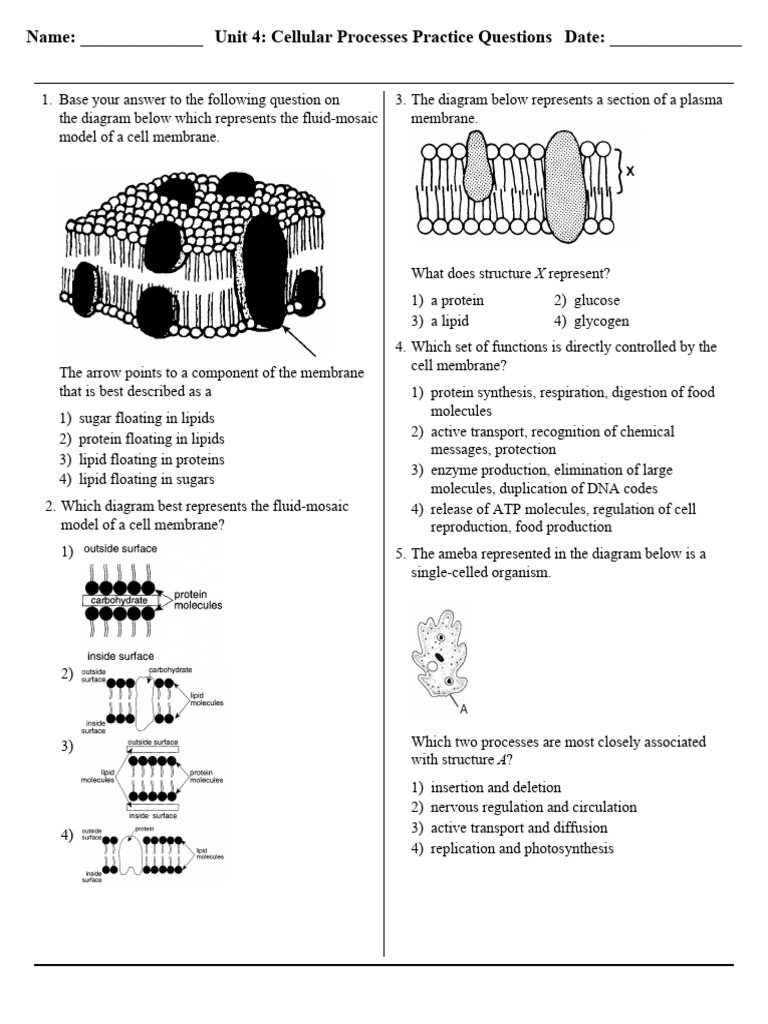 Cell Membrane Transport Practice Test 1 | PDF | Cell Membrane | Cell ...
