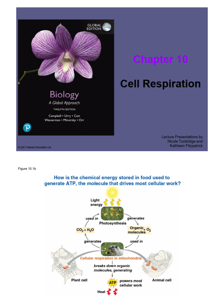 Lecture 07 - 854346525 250402 115842 | PDF | Cellular Respiration ...