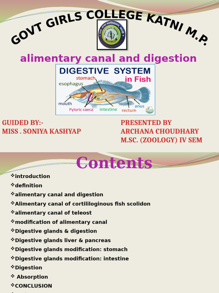 Alimentary Canal and Digestion Overview | PDF
