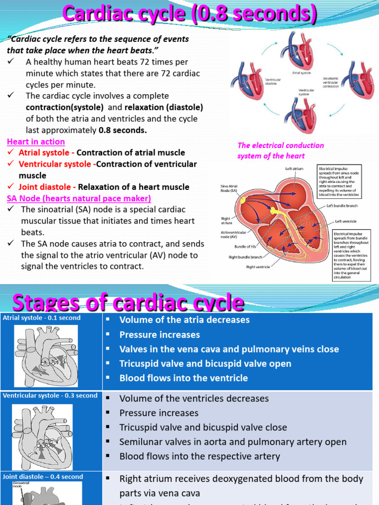 Cardiac Cycle and Excercise and Breathing | PDF | Heart | Atrium (Heart)