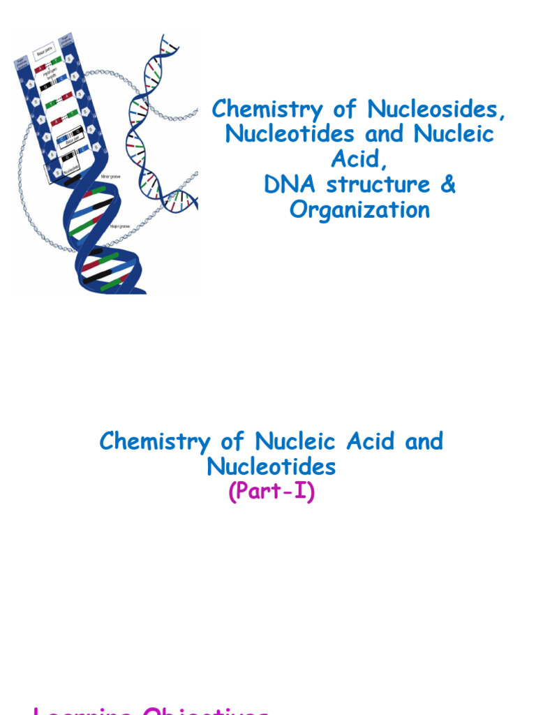 52 MBBS, Introduction To DNA & RNA, DNA Structure & Organization | PDF | Nucleotides | Nucleic Acids