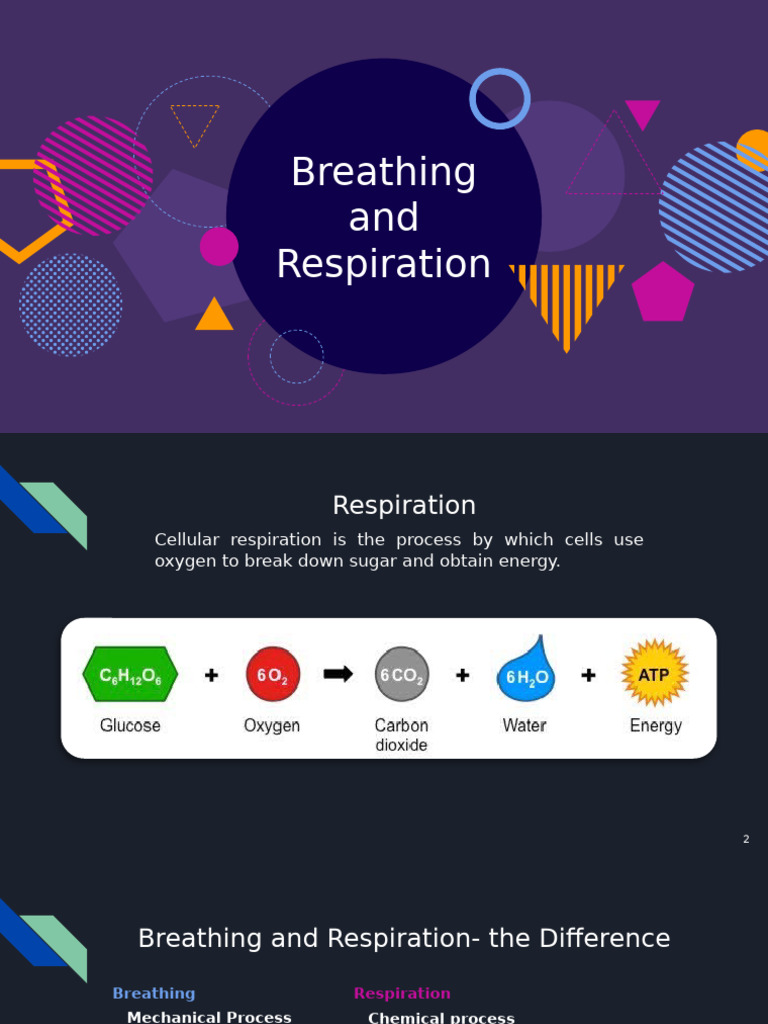 Breathing and Respiration - PPT | PDF | Cellular Respiration | Fermentation
