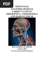 NBI Morton. Anatomía Macroscópica | PDF | Abdomen | Anatomía