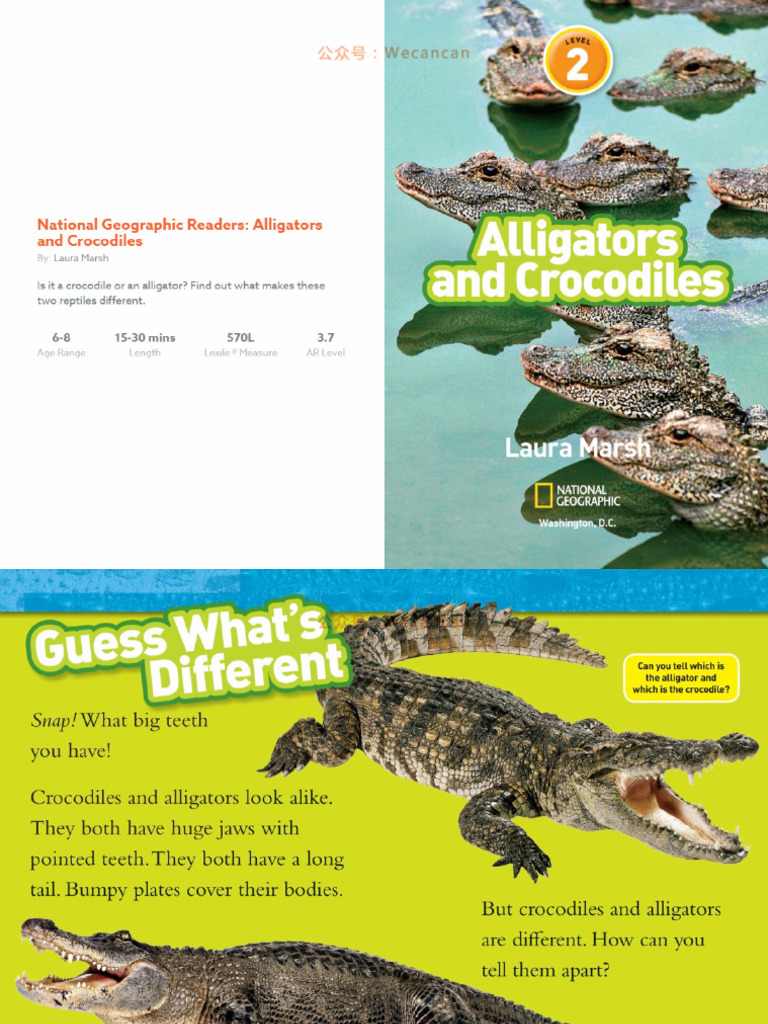 12-Alligators and Crocodiles | PDF