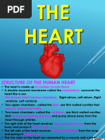 Anatomy and Functions of Pig Heart | PDF | Heart Valve | Heart