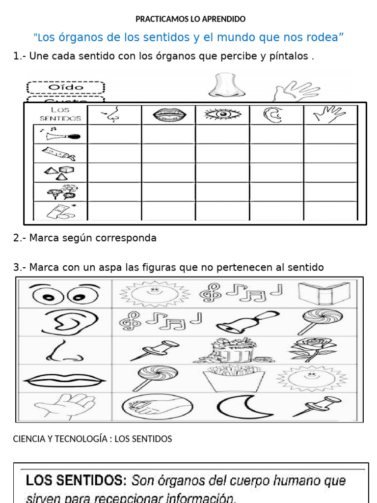 Actividades sobre los sentidos humanos | PDF