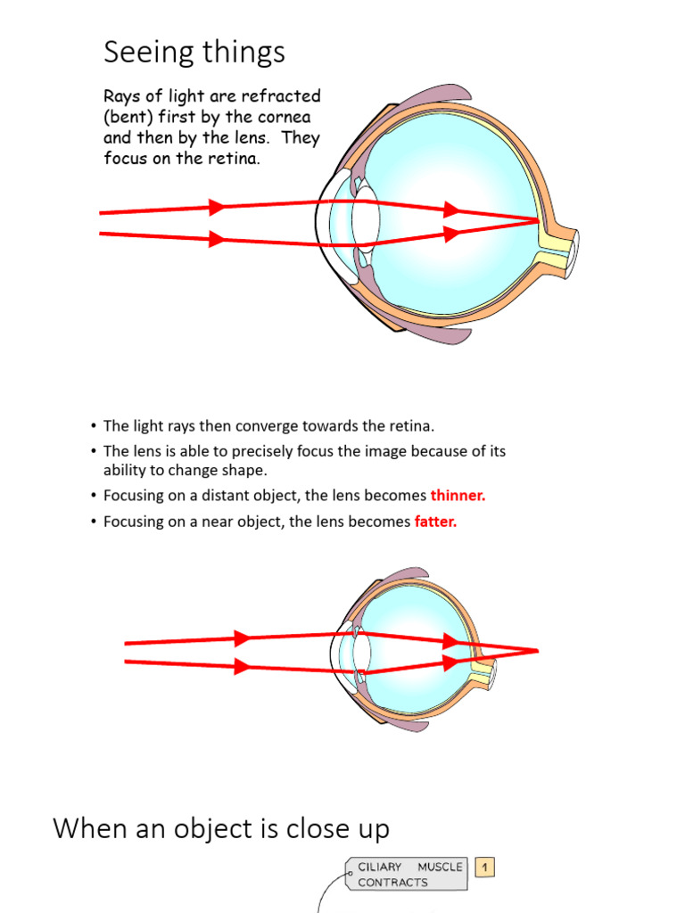 How the Eye Focuses Light | PDF