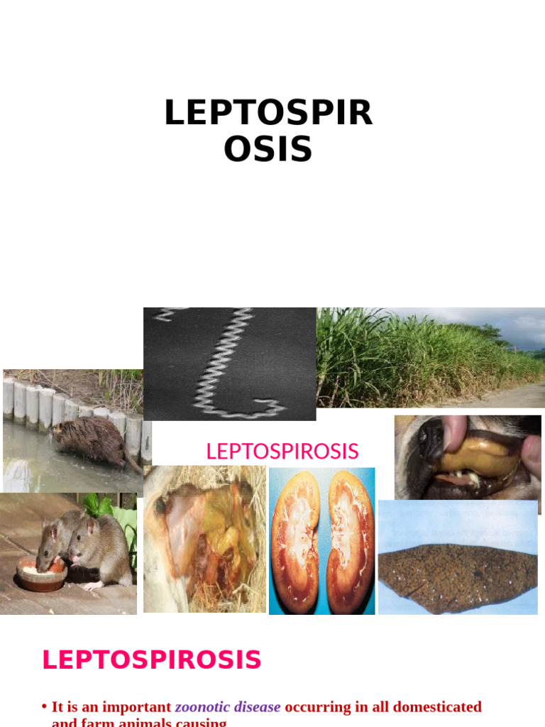 Leptospirosis 2017 | PDF | Diseases And Disorders | Clinical Medicine