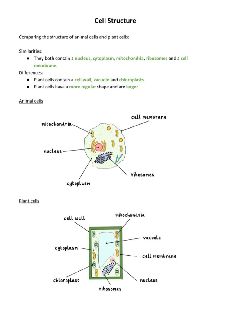 Cell and Its Organism | PDF