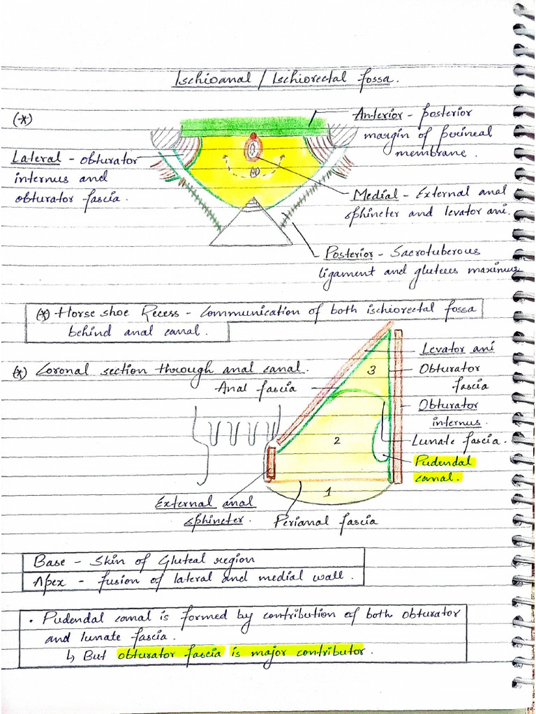Ischiorectal Fossa | PDF