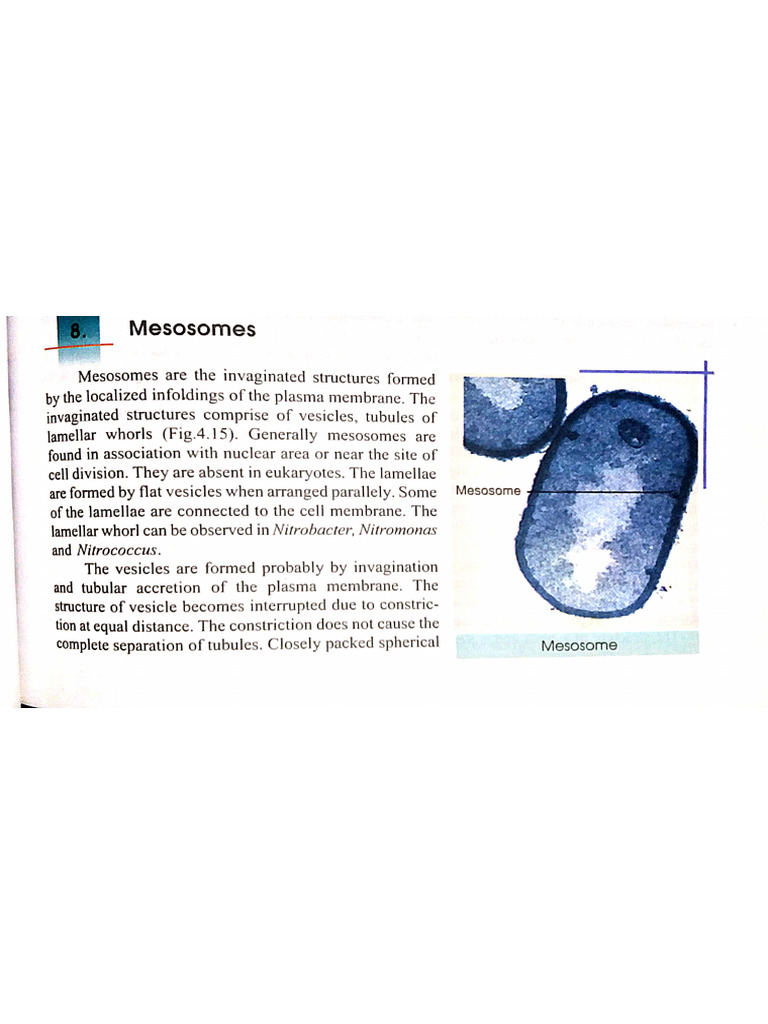 Mesosome by Dubey and Maheswari-1 | PDF