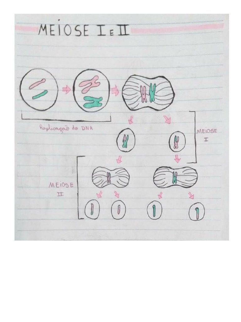 Esquema Meiose e Mitose | PDF