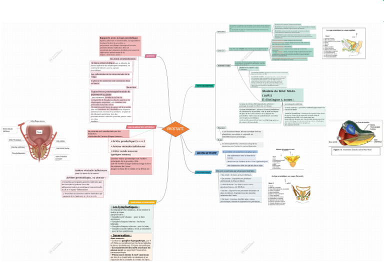 Anato Prostate Mind Map | PDF