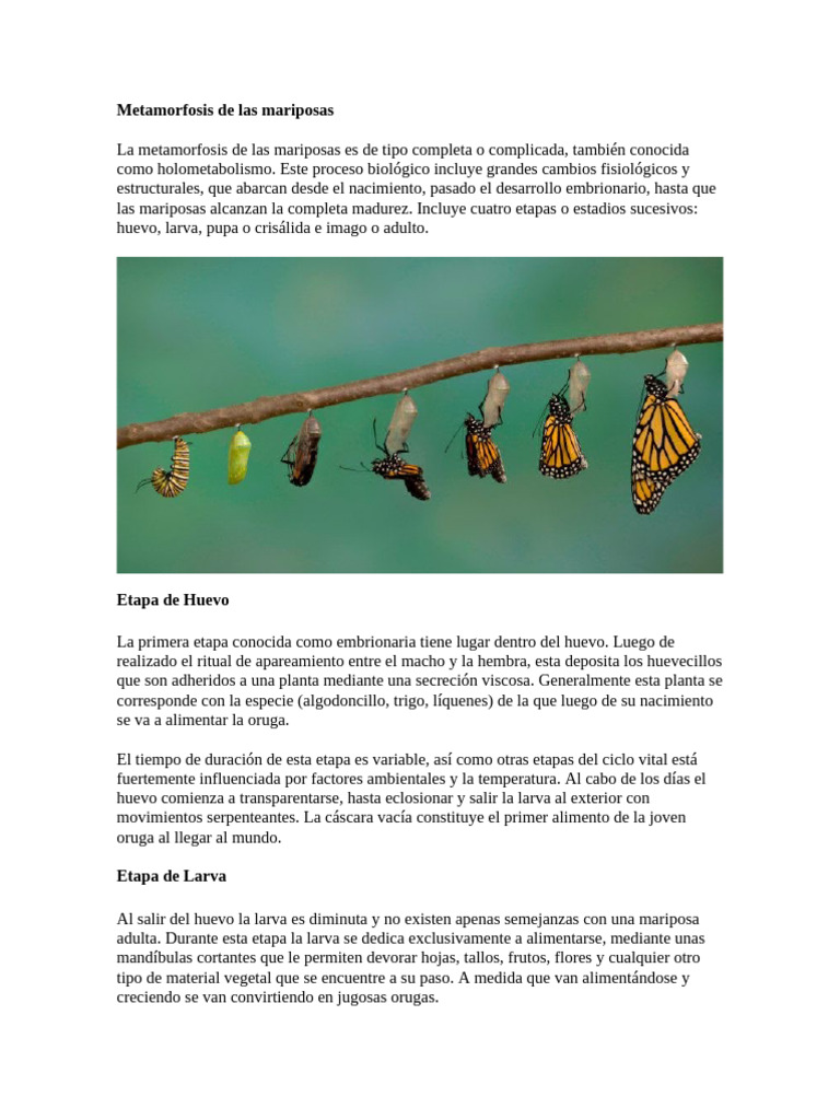 Metamorfosis de Las Mariposas | PDF | Crisálida | Mariposa