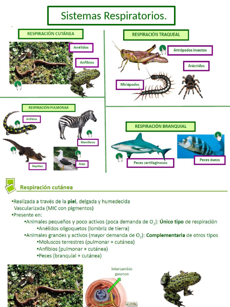 PRESENTACION Sistemas Respiratorios | PDF
