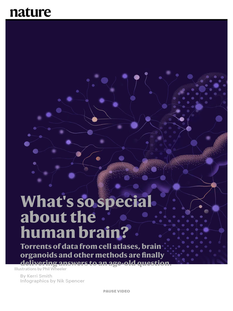 ! What's So Special About The Human Brain | PDF | Brain | Neuron