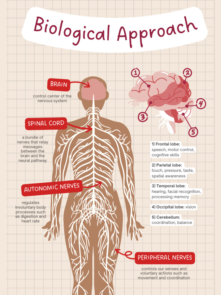 Biological Approach: Brain | PDF | Sleep | Dream
