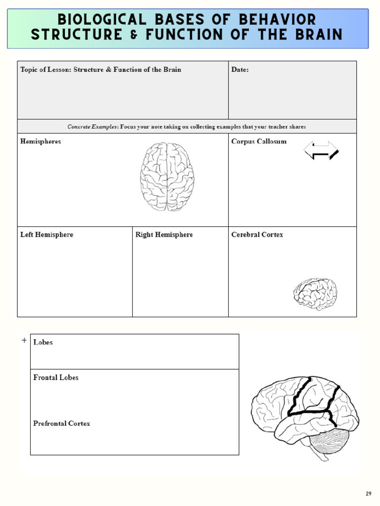 Brain Notes Holzel | PDF