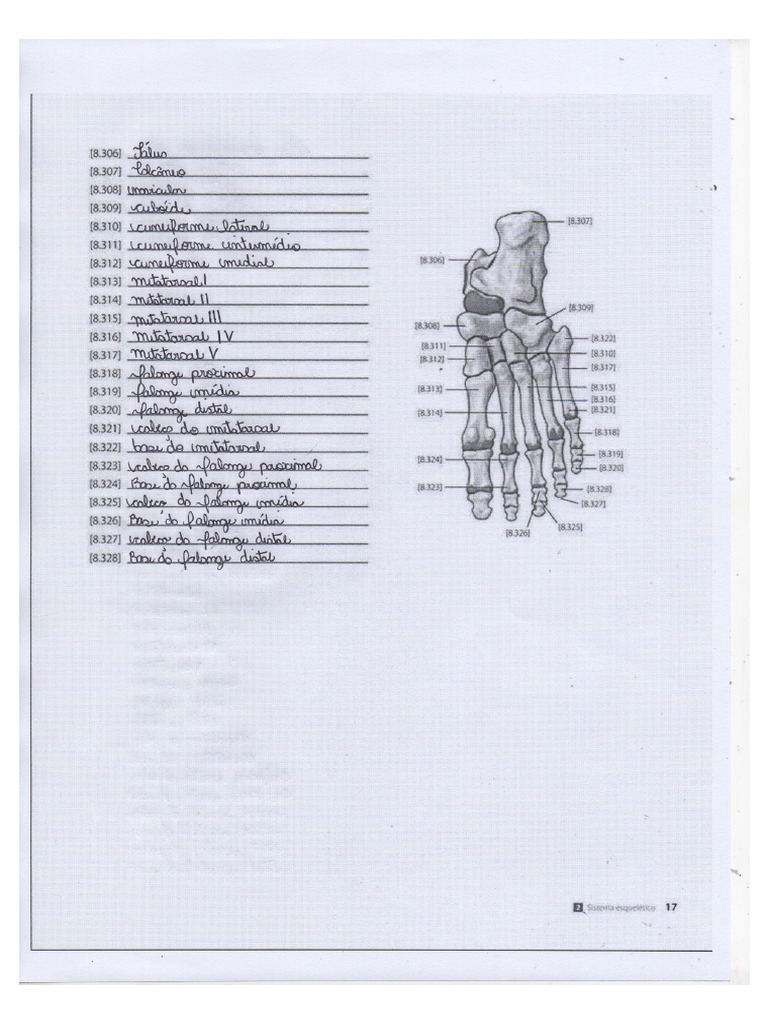 Atvidade Anato - Lívia Rigoletto 1° Odonto | PDF