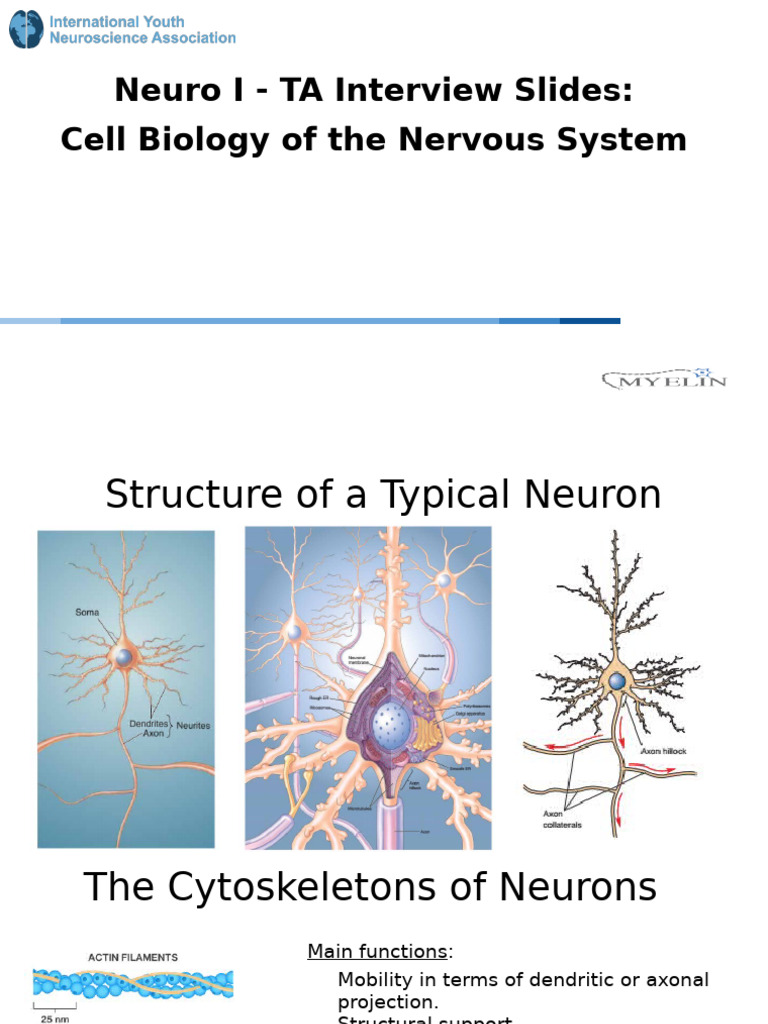 Neuron Structure and Function Overview | PDF | Neuron | Nervous System