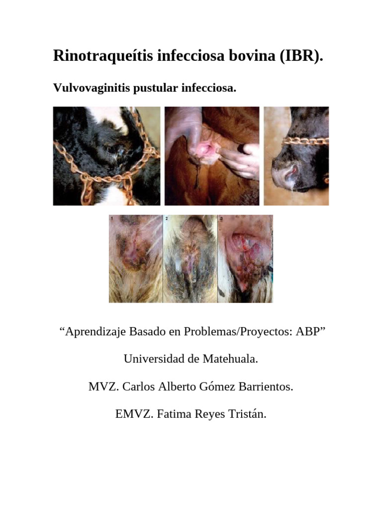IBR - Rinotraqueitis Infecciosa Bovina | PDF | Infección | Virus