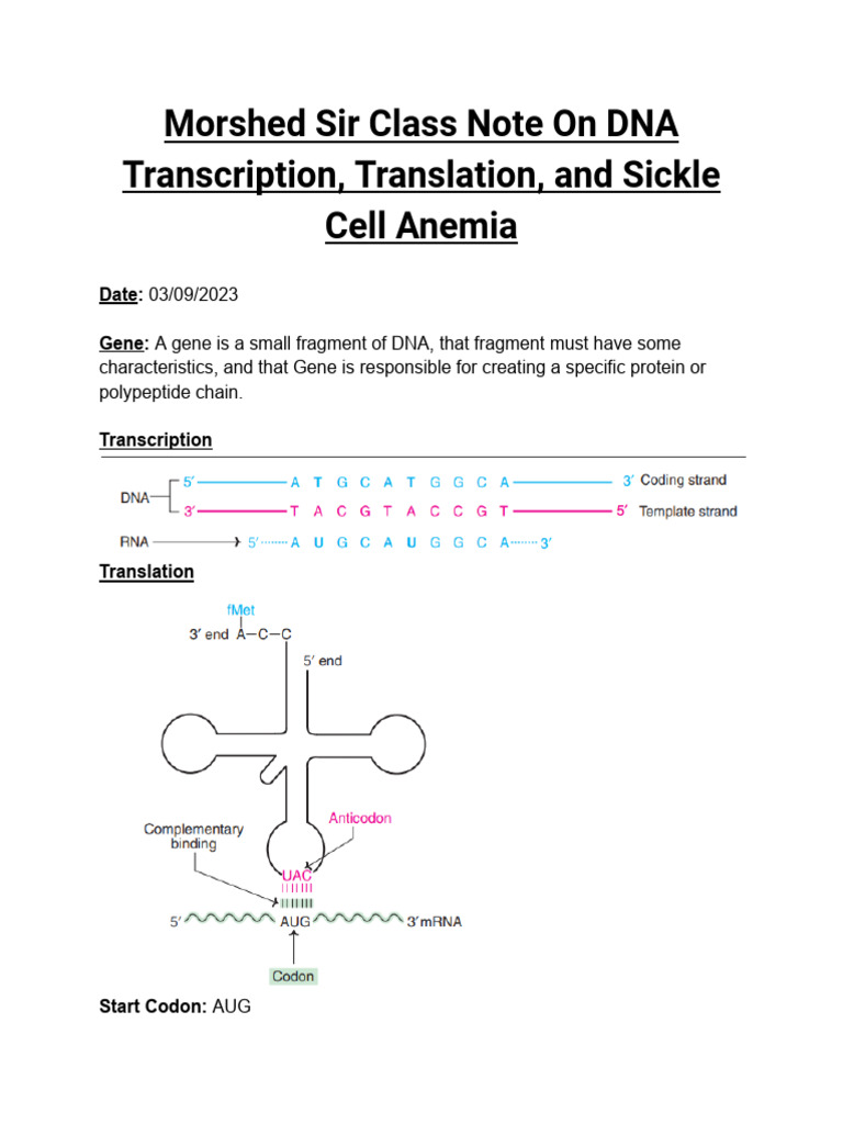 Morshed Sir Class Note On DNA Transcription, Translation, and Sickle ...