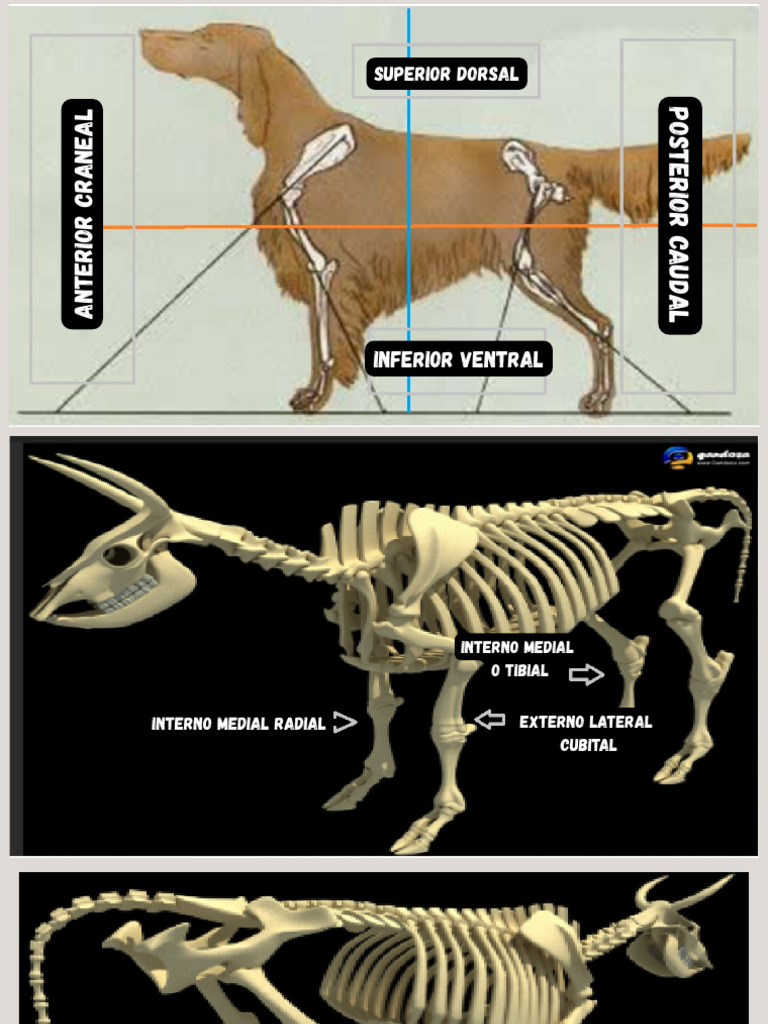 Anatomía de Músculos y Estructuras | PDF