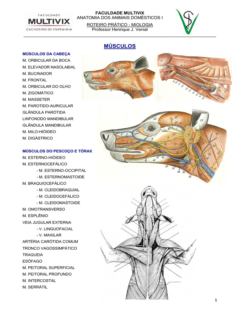 Roteiro prático Miologia | PDF | Anatomia | Anatomia humana