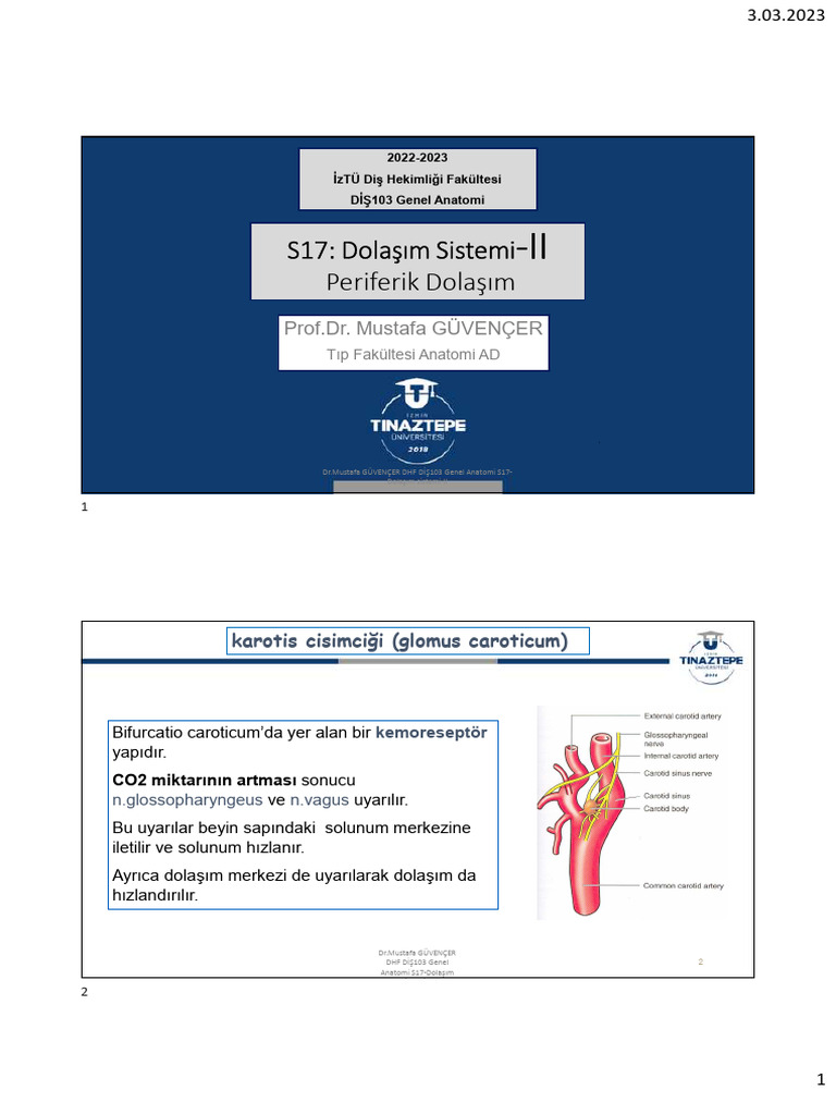 Iztü DHF1 Genel Anatomi S17 | PDF
