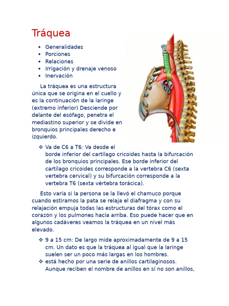 guia de la tráquea | PDF | Laringe | Tiroides