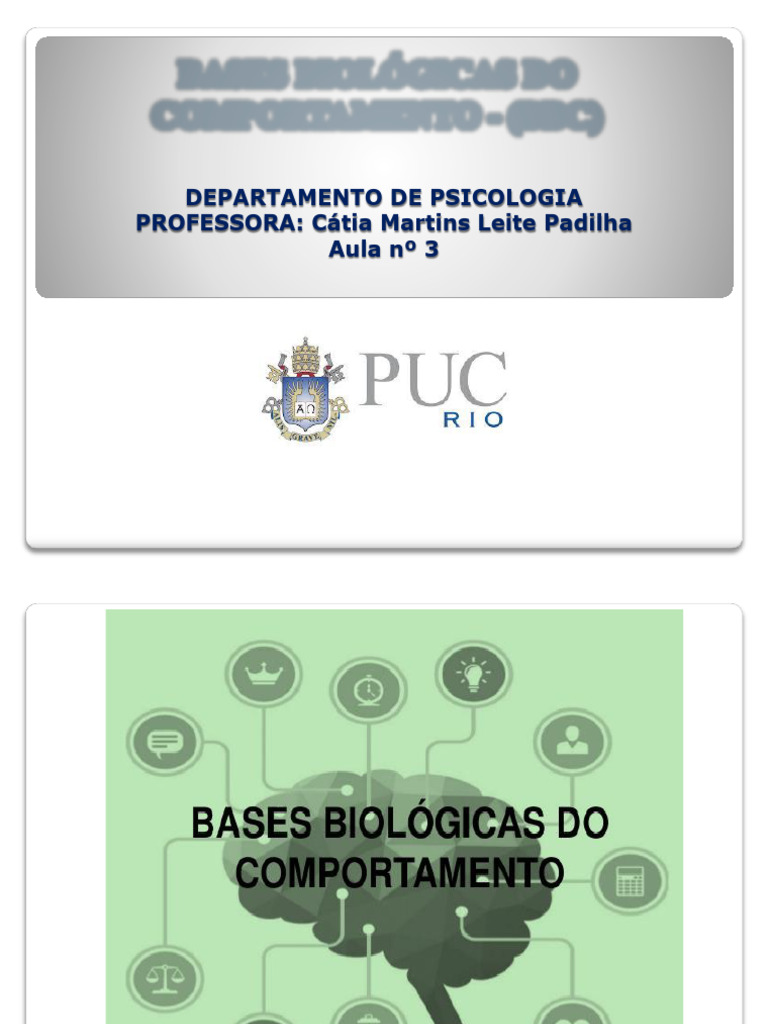 BBC Aula 3 - Tronco Encefálico - 2024 | PDF | Cérebro | Neurociência