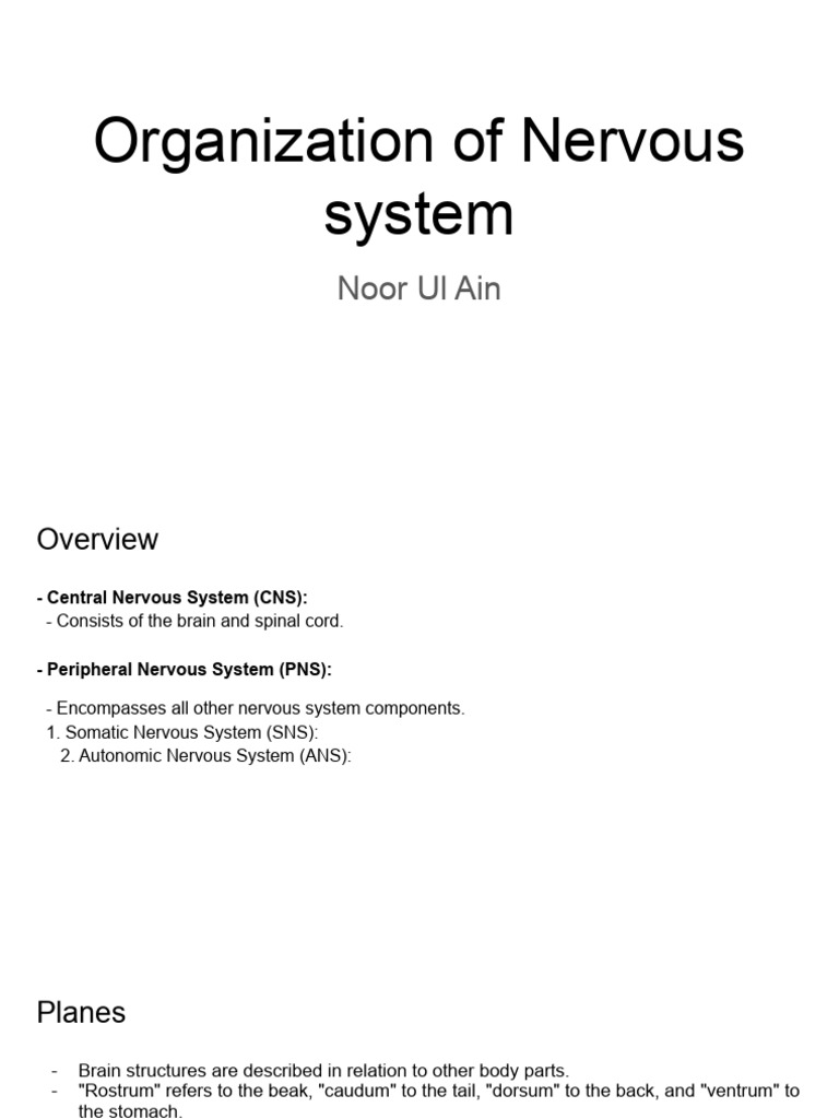 Organization of Nervous System | PDF | Neuron | Central Nervous System