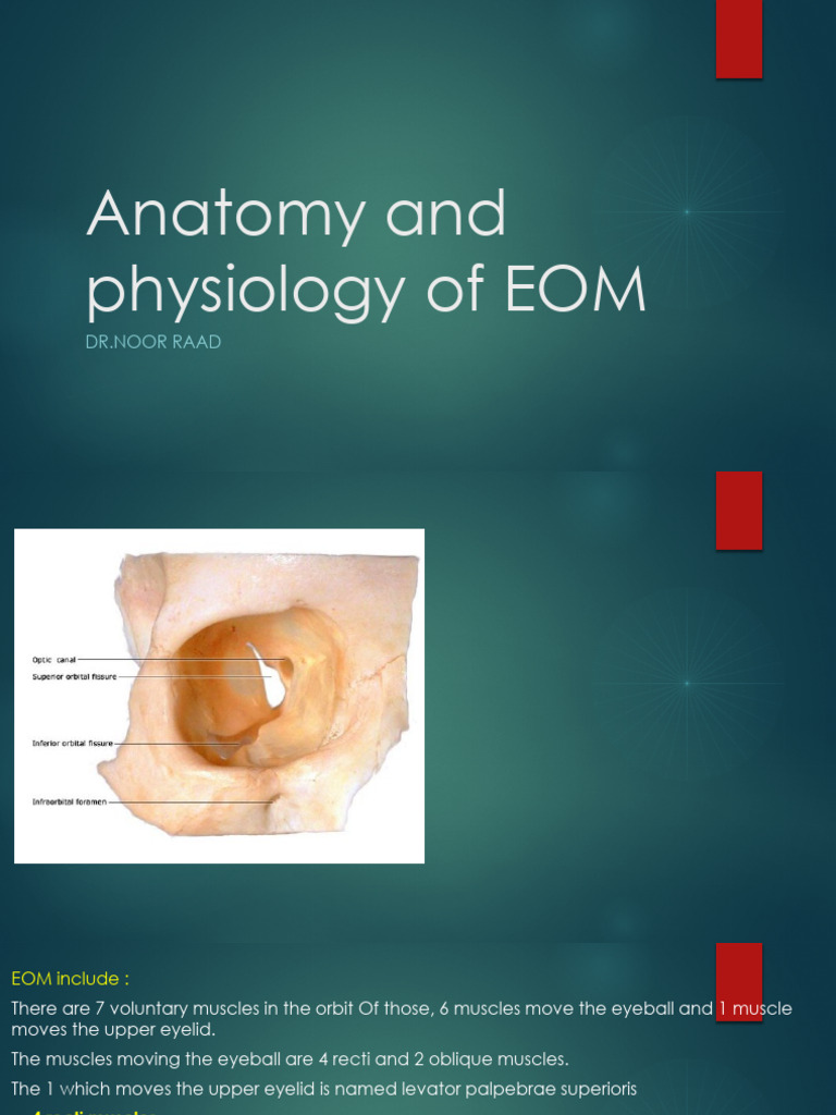 anatomy and physiology of EOM | PDF | Human Head And Neck | Human Anatomy