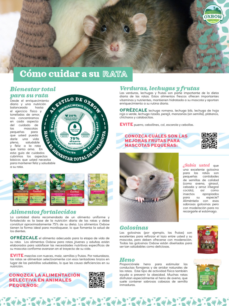 Rat Care Guide Feb 2024 SP | PDF | Dieta | Nutrición