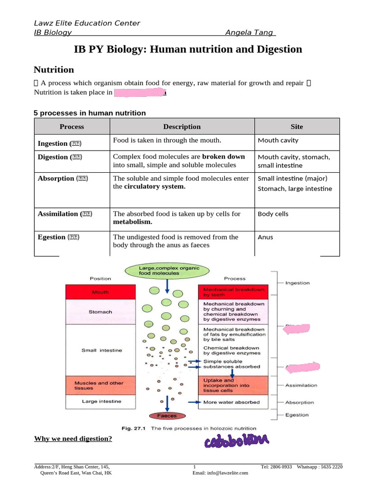 IB PY Biology (Digestion) | PDF | Digestion | Stomach