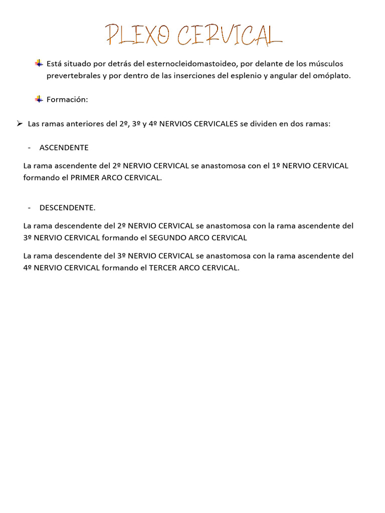 Plexo Cervical | PDF | Nervio | Neuroanatomía