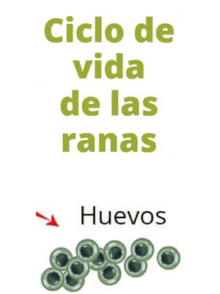 Ranas | PDF