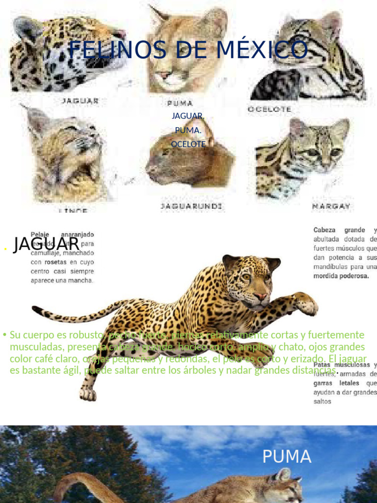 Felinos Mexicanos: Jaguar, Puma y Ocelote | PDF