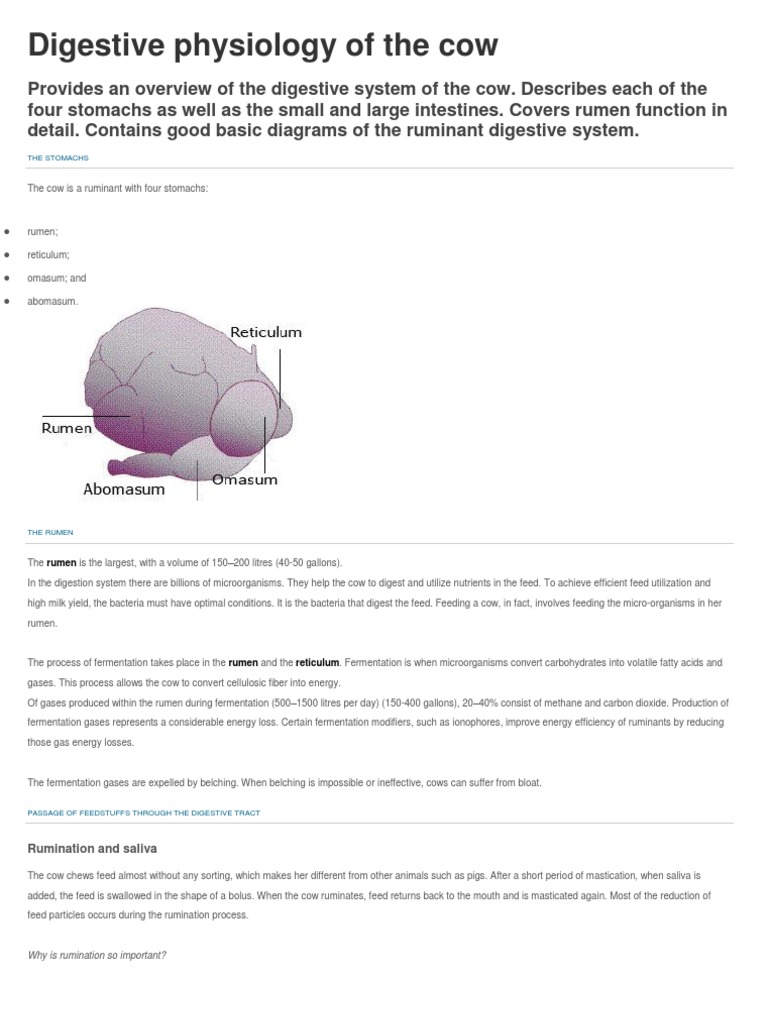 Digestive Physiology of The Cow | PDF | Ruminant | Digestion