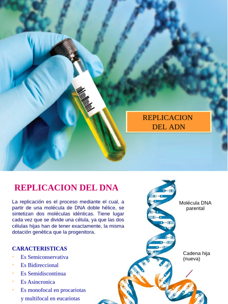 Replicacion Del Adn.. | PDF | Replicación De Adn | Adn