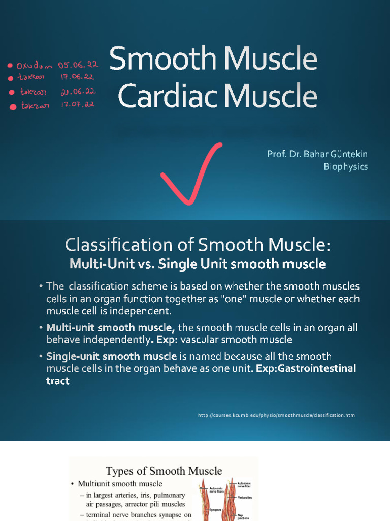 2 Smooth Muscle Cardiac Muscle Biophysics | PDF | Muscle Contraction ...